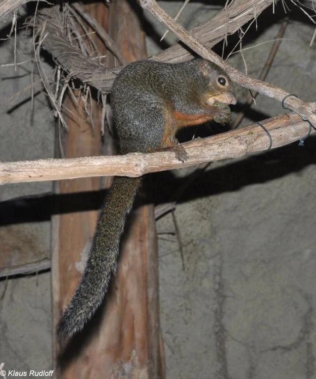 Red-legged Sun Squirrel | NatureRules1 Wiki | Fandom