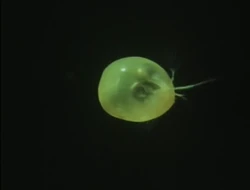 Ostracode Gigante Smithsonian Year ... Supplement : Chronology And