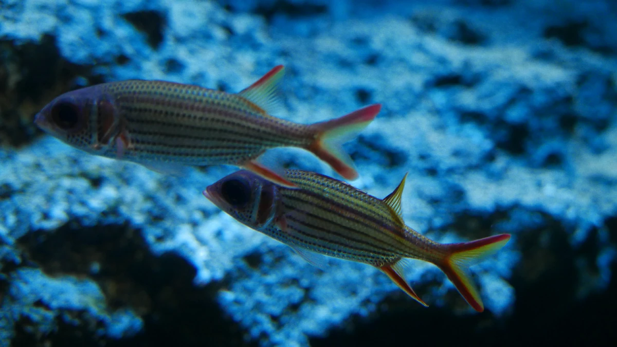 Sammara Squirrelfish | NatureRules1 Wiki | Fandom