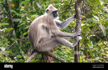 Tufted Langur | NatureRules1 Wiki | Fandom