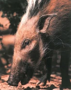 Bushpig | NatureRules1 Wiki | Fandom