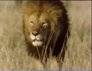 List of Animal Species in Wildlife on One | NatureRules1 Wiki | Fandom