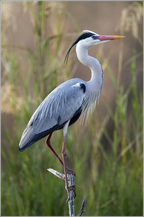 Gray Heron