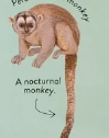 Peruvian Night Monkey | NatureRules1 Wiki | Fandom