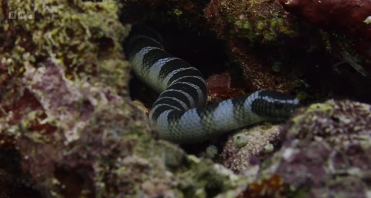 Coral Reef Gallery | NatureRules1 Wiki | Fandom