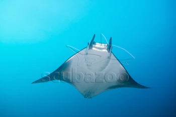 Bentfin Devil Ray | NatureRules1 Wiki | Fandom