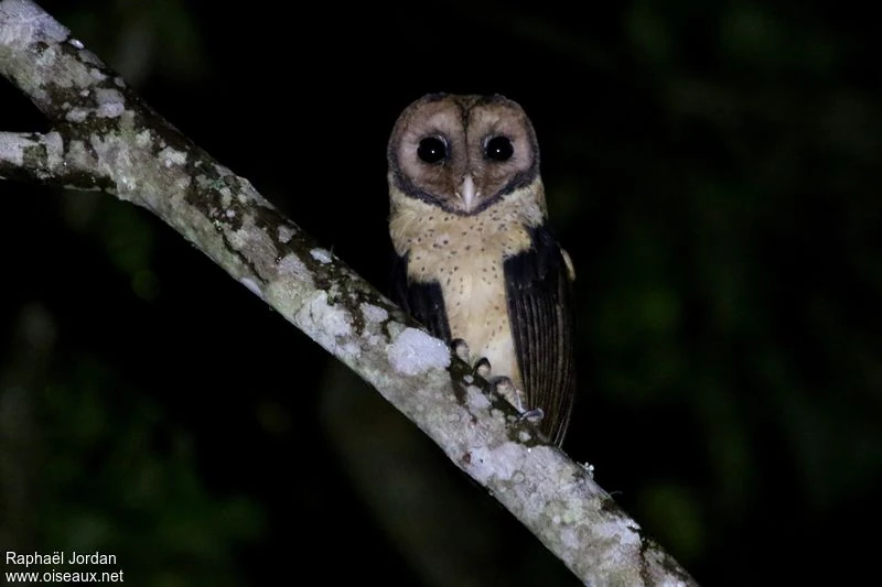 Minahassa Barn Owl