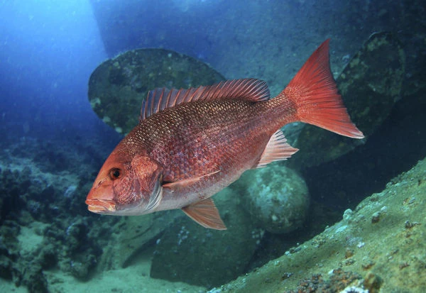 Northern Red Snapper | NatureRules1 Wiki | Fandom