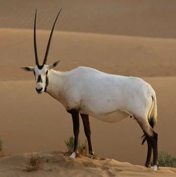 Arabian Oryx
