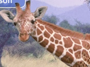 Giraffe | NatureRules1 Wiki | Fandom