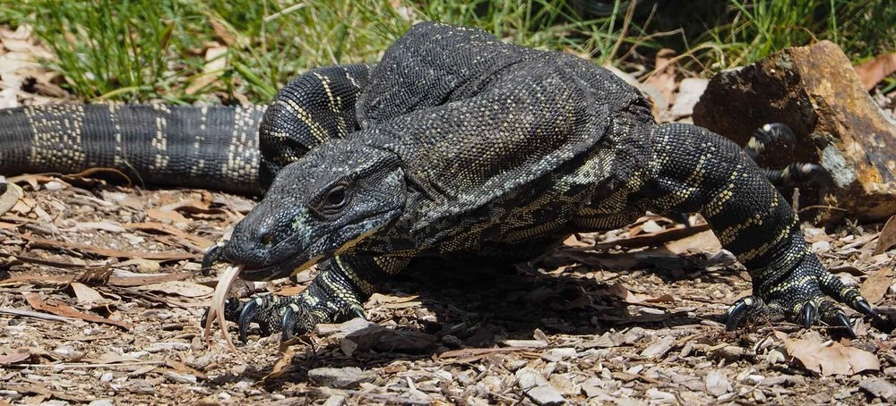 Lace Monitor | NatureRules1 Wiki | Fandom