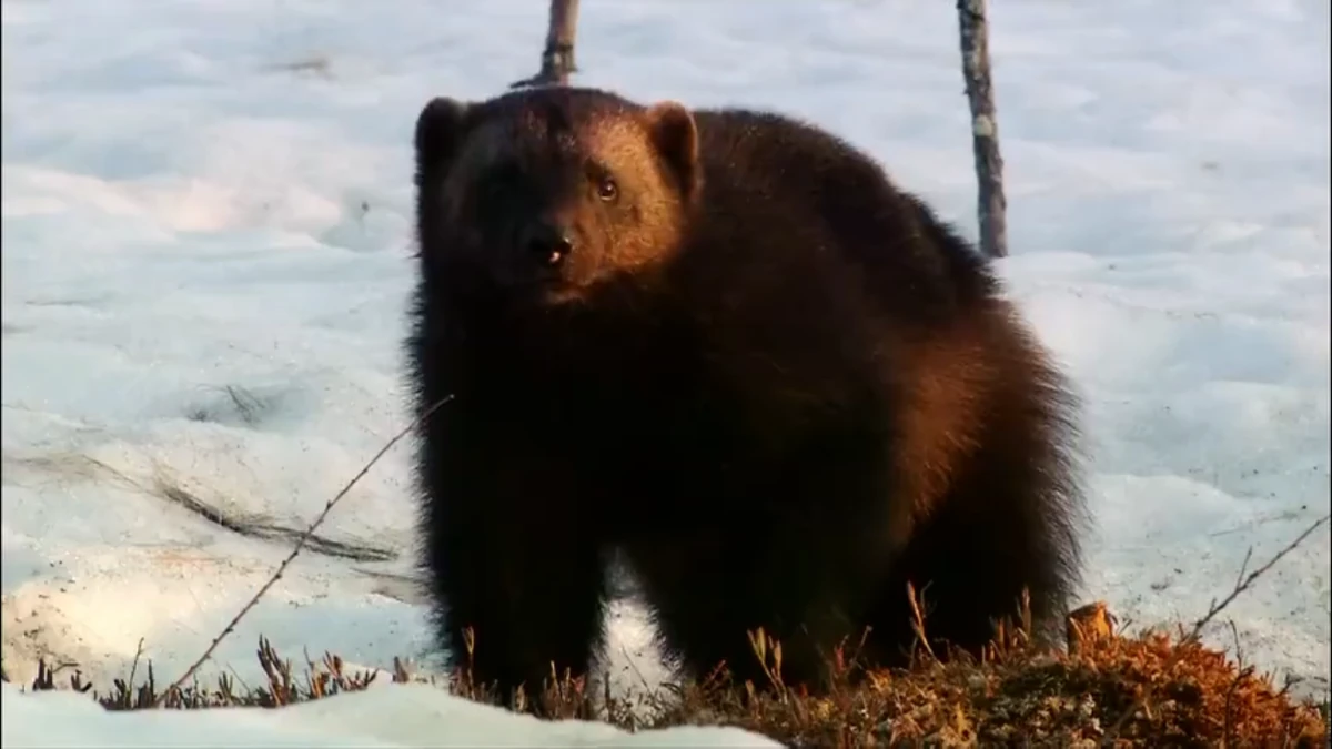 DK Ice | NatureRules1 Wiki | Fandom