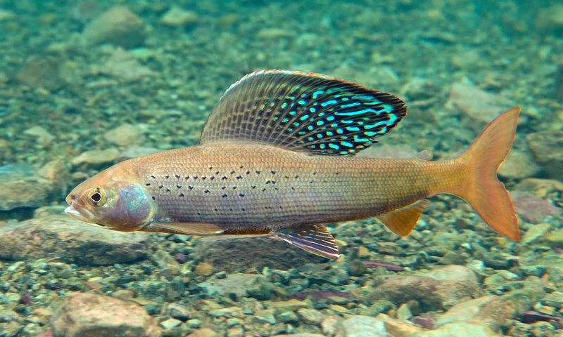 Arctic Grayling | NatureRules1 Wiki | Fandom