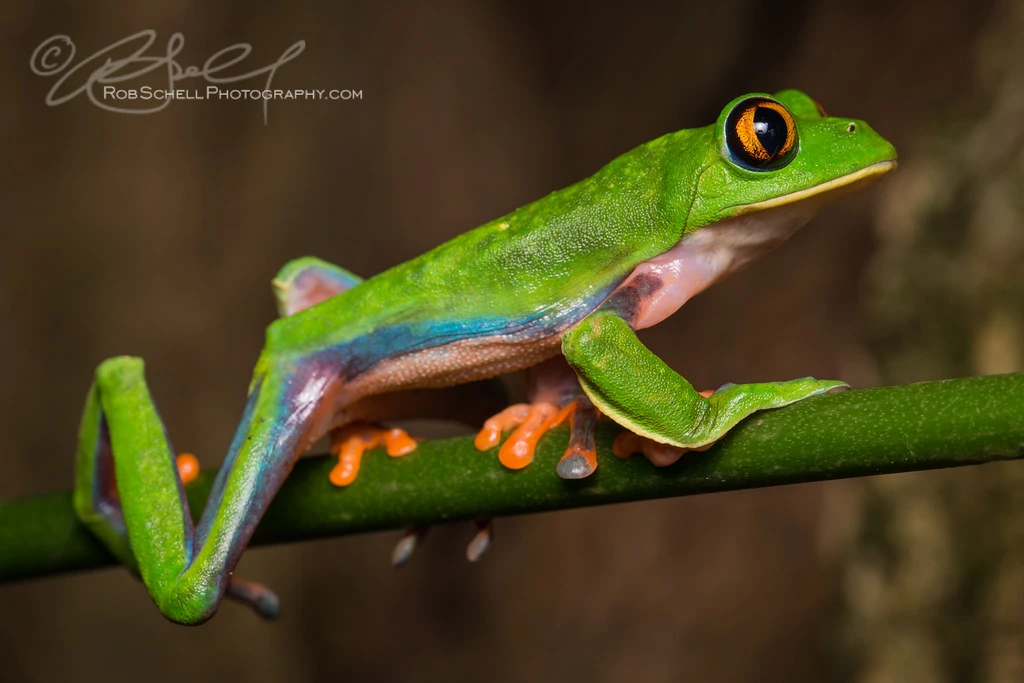 Blue-sided Leaf Frog | NatureRules1 Wiki | Fandom