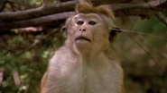 Bonnet Macaque | NatureRules1 Wiki | Fandom