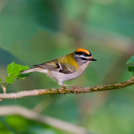 Common Firecrest | NatureRules1 Wiki | Fandom
