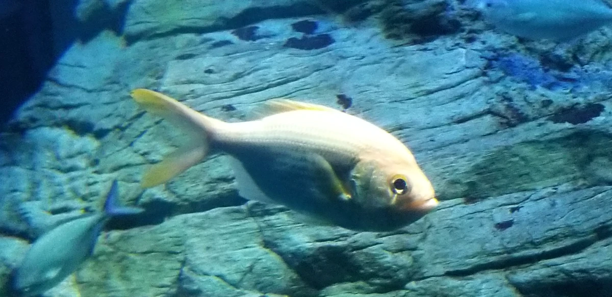 Eastern Nannygai | NatureRules1 Wiki | Fandom