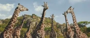 Reticulated Giraffe | NatureRules1 Wiki | Fandom