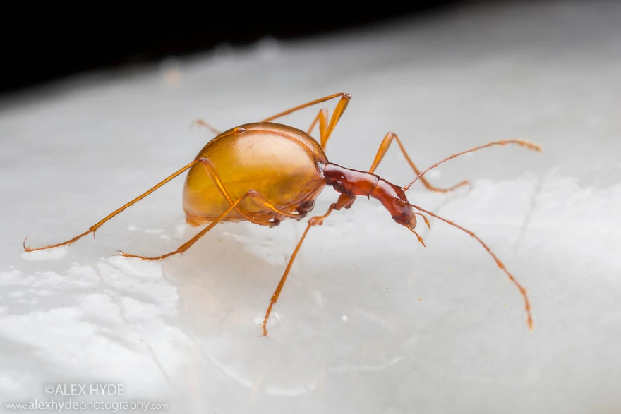 Narrow-necked Blind Cave Beetle | NatureRules1 Wiki | Fandom