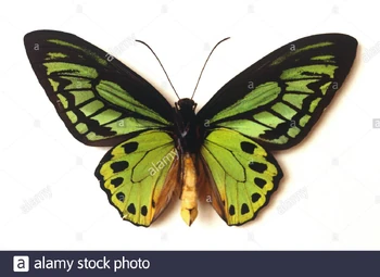 Common Green Birdwing | NatureRules1 Wiki | Fandom