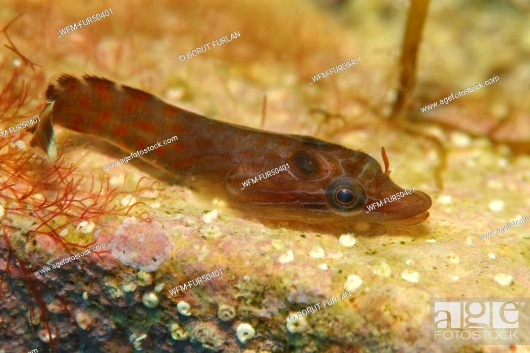 Shore Clingfish | NatureRules1 Wiki | Fandom