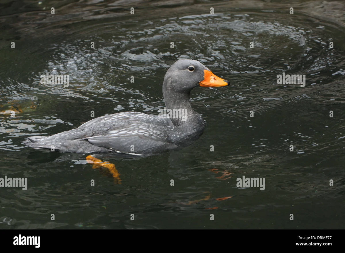 Fuegian Steamer Duck | NatureRules1 Wiki | Fandom