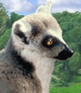 Ring-tailed Lemur | NatureRules1 Wiki | Fandom