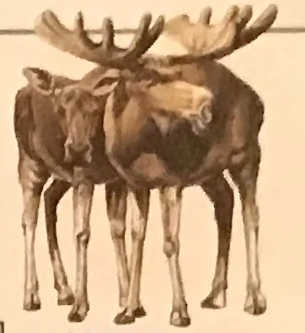 Moose/Books | NatureRules1 Wiki | Fandom