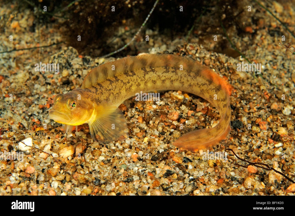 Viviparous Eelpout | NatureRules1 Wiki | Fandom