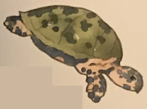 Green Sea Turtle/Books | NatureRules1 Wiki | Fandom