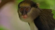 Mona Monkey | NatureRules1 Wiki | Fandom
