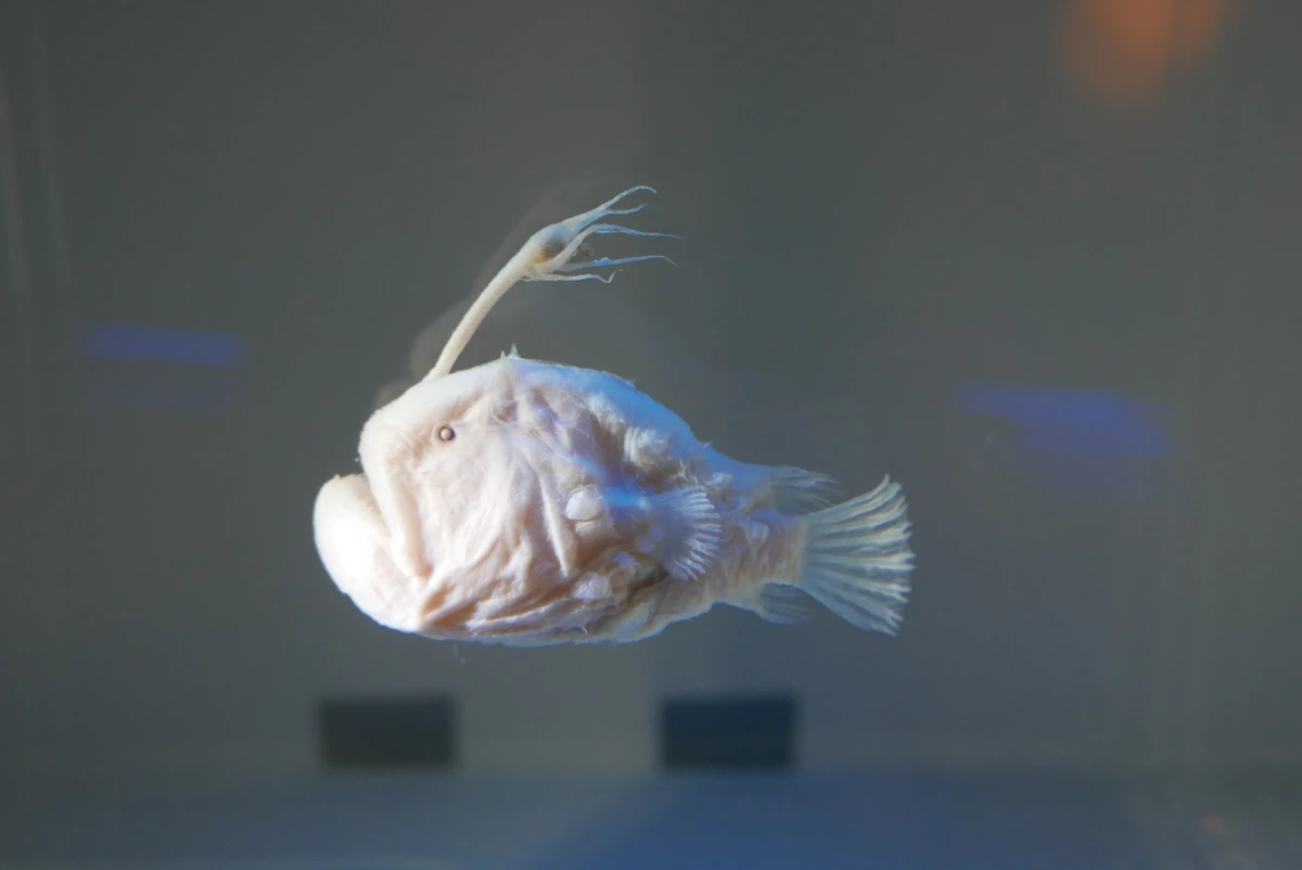 Atlantic Footballfish | NatureRules1 Wiki | Fandom