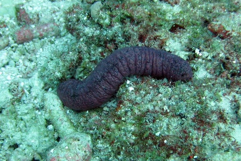 Edible Sea Cucumber | NatureRules1 Wiki | Fandom