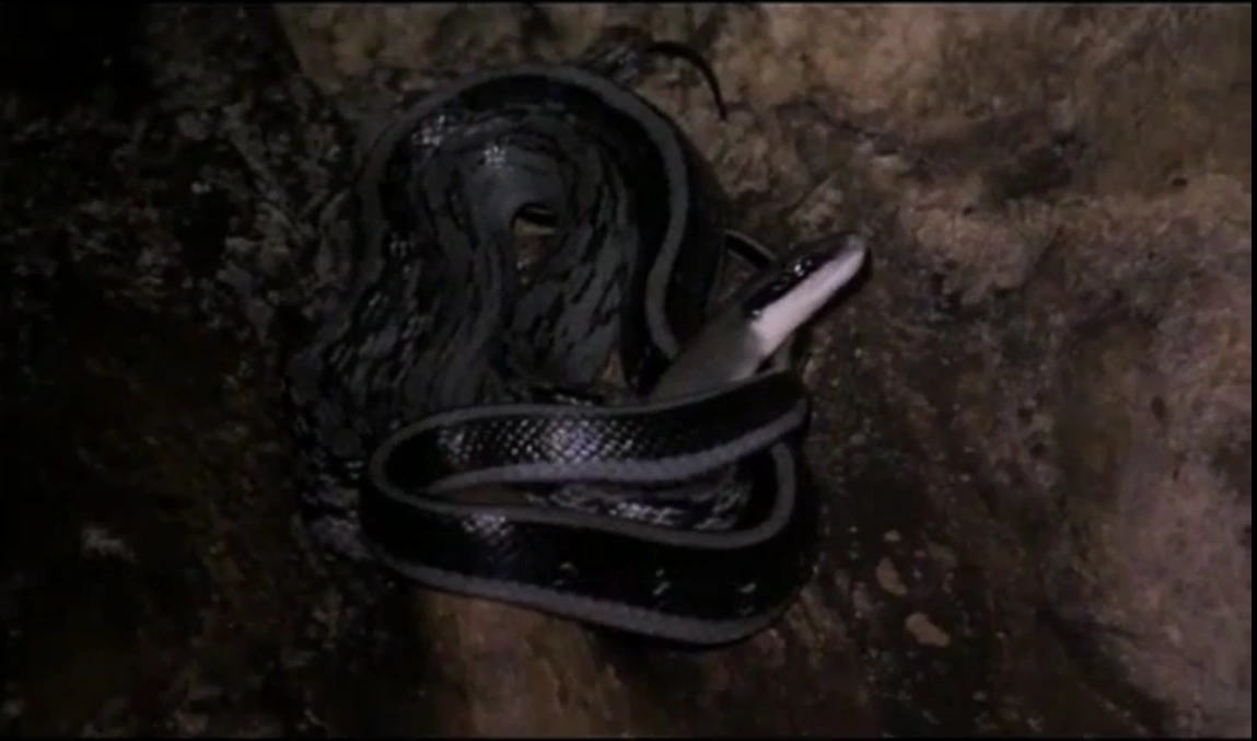 The Cavern | NatureRules1 Wiki | Fandom