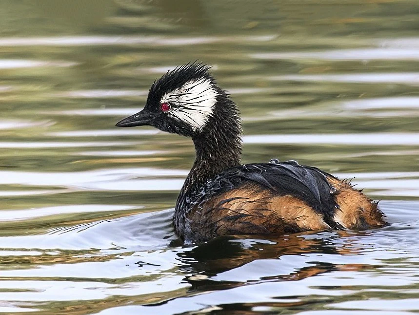 White-tufted Grebe | NatureRules1 Wiki | Fandom
