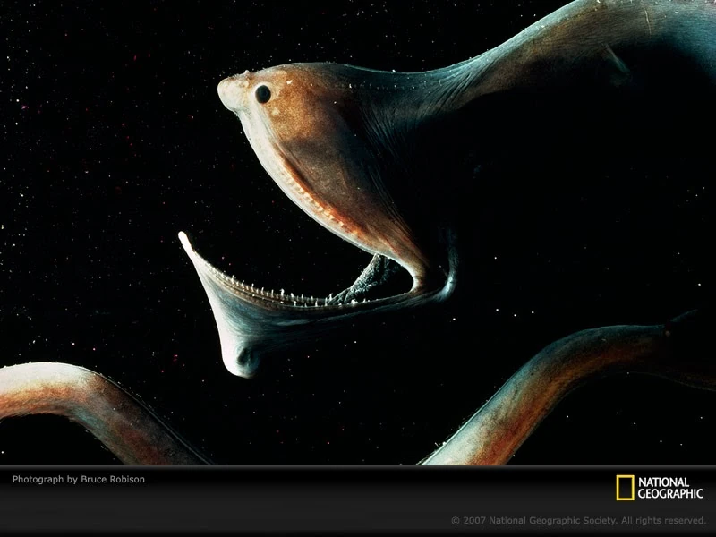 Gulper Eel | NatureRules1 Wiki | Fandom