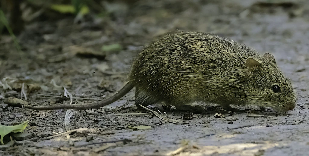 Hispid Cotton Rat | NatureRules1 Wiki | Fandom