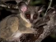 Senegal Bushbaby | NatureRules1 Wiki | Fandom