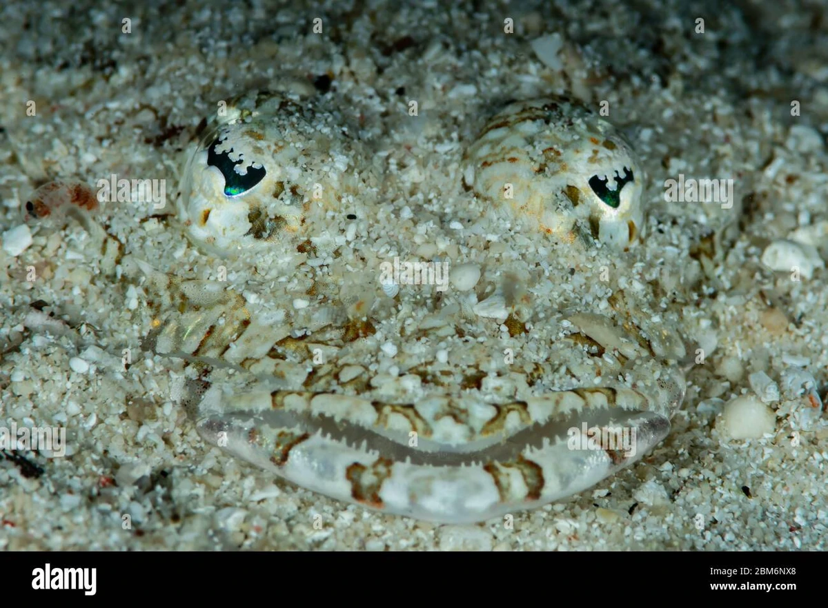 Longsnout Flathead | NatureRules1 Wiki | Fandom