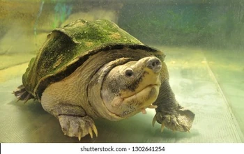 Mexican Musk Turtle | NatureRules1 Wiki | Fandom