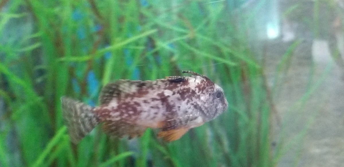 Redfin Velvetfish | NatureRules1 Wiki | Fandom