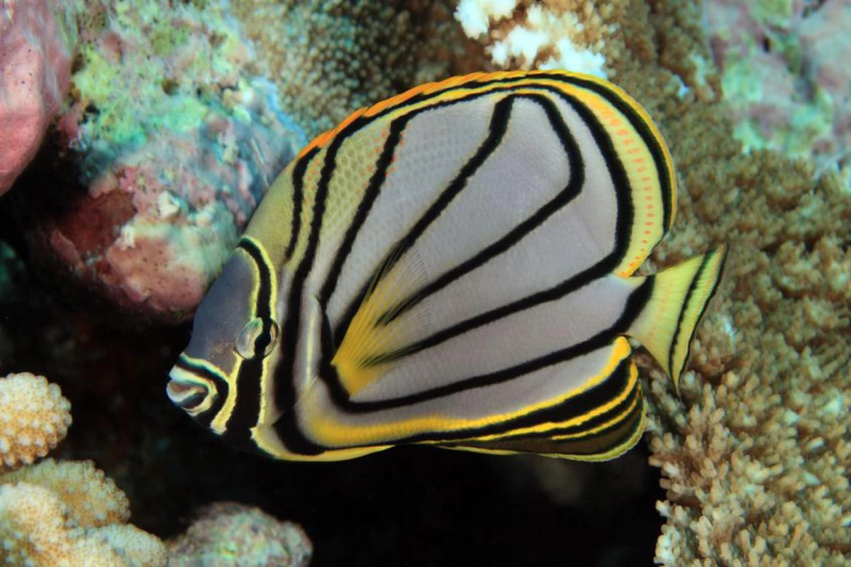 Scrawled Butterflyfish | NatureRules1 Wiki | Fandom