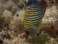 Regal Angelfish | NatureRules1 Wiki | Fandom