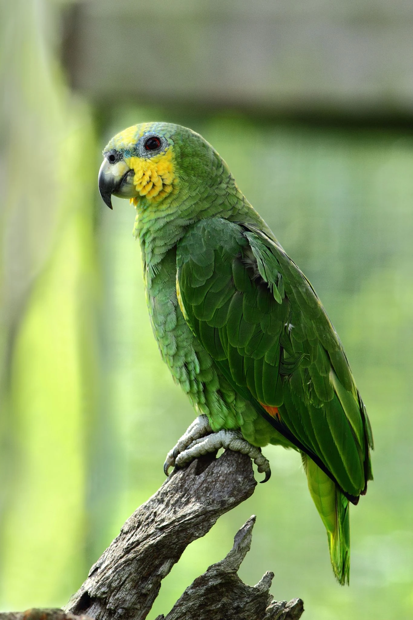 Orange-winged Amazon | NatureRules1 Wiki | Fandom