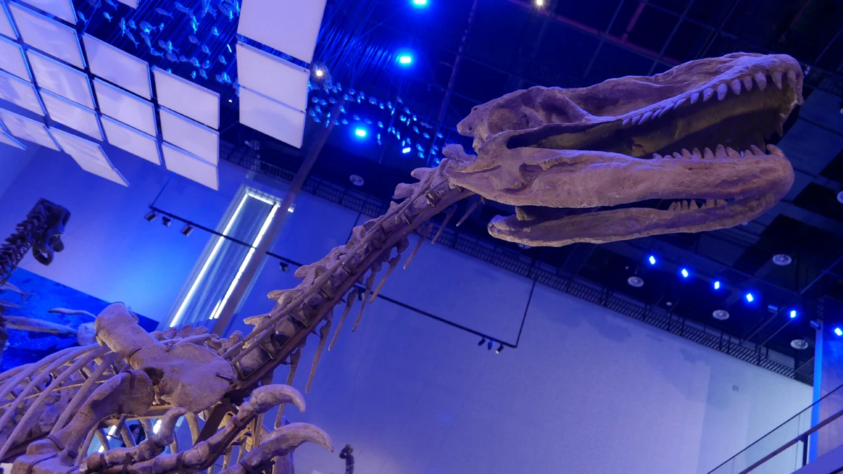 Dinosaur Dictionary Animals Alphabet | NatureRules1 Wiki | Fandom