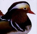 Mandarin Duck | NatureRules1 Wiki | Fandom