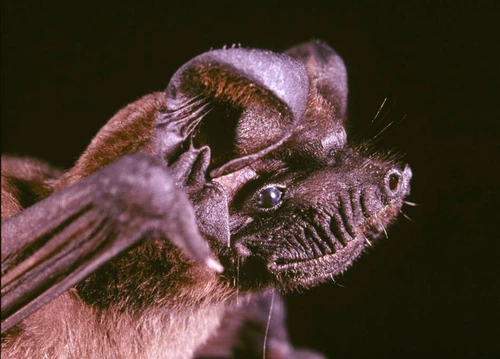 Wrinkle-lipped Free-tailed Bat | NatureRules1 Wiki | Fandom