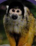 Black-capped Squirrel Monkey | NatureRules1 Wiki | Fandom