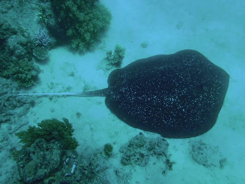 Mangrove Whipray | NatureRules1 Wiki | Fandom