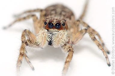 White-bearded Jumping Spider | NatureRules1 Wiki | Fandom